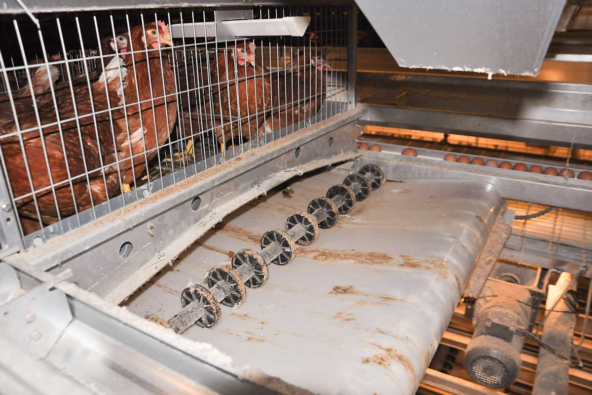 Efficient manure removal solutions for modern chicken houses