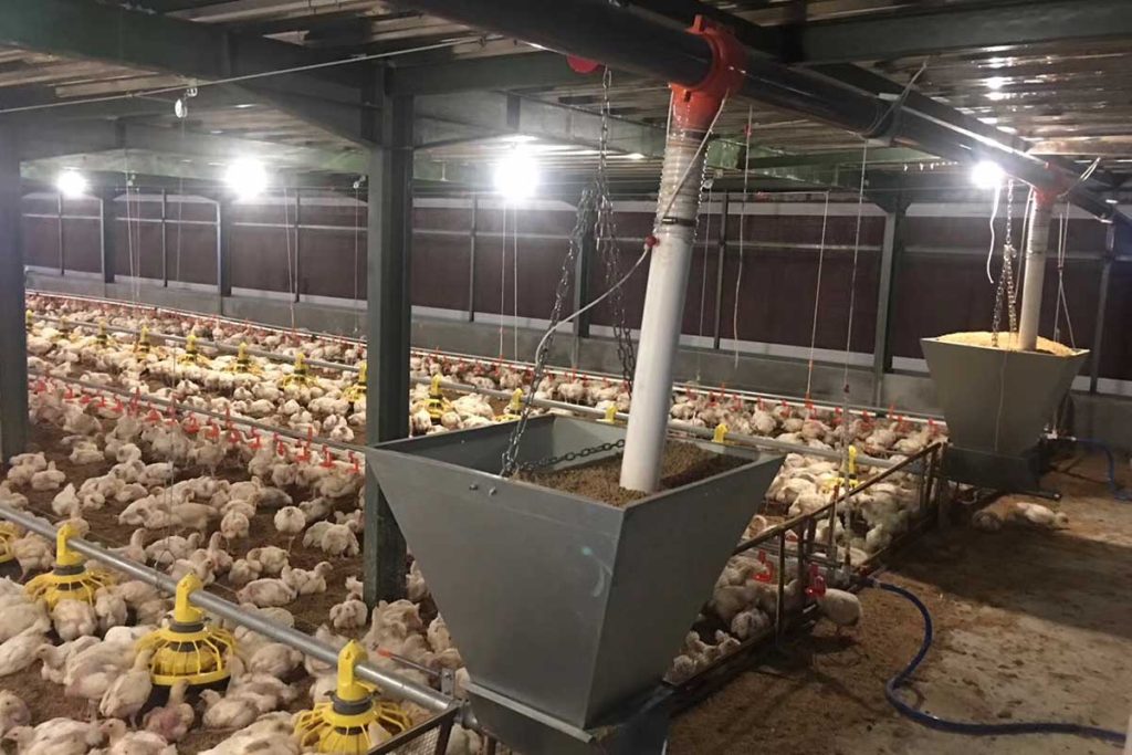 The Complete Broiler Production Process: From Egg to Chicken