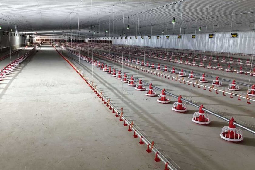 7 Keys to Deep Litter Systems in Poultry Farming