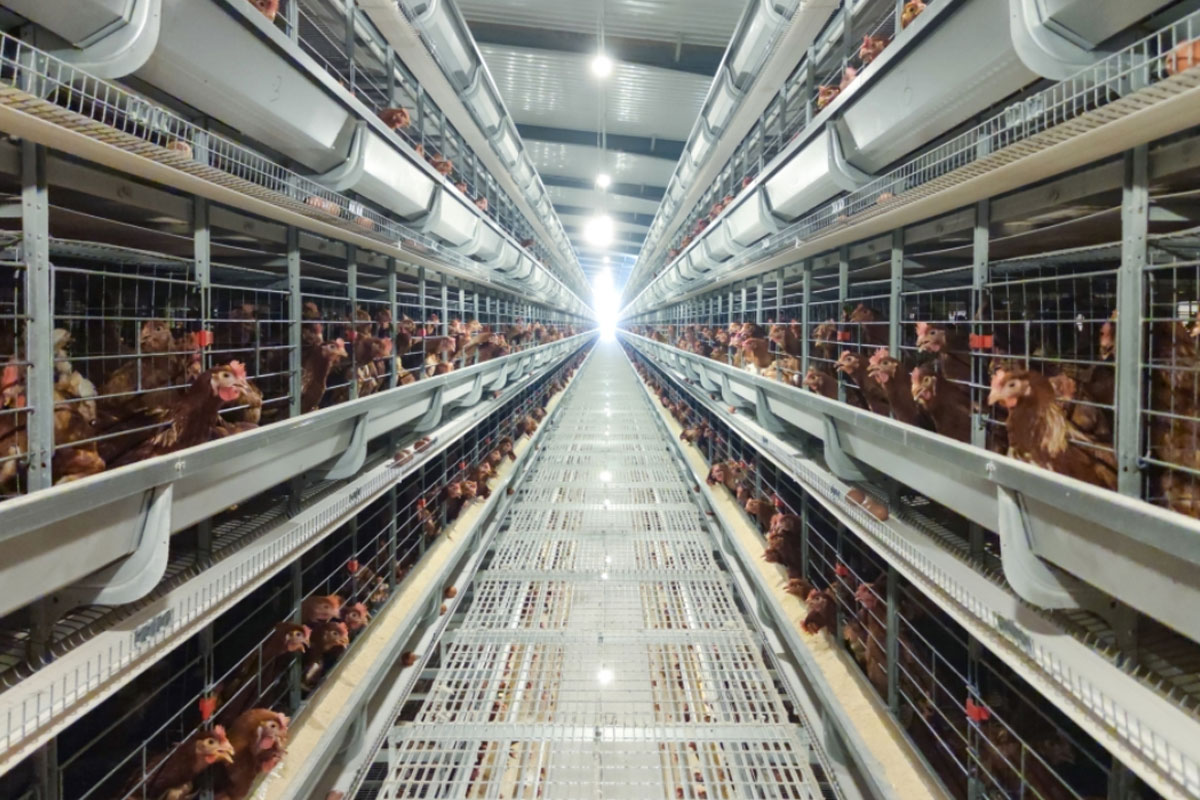 A Guide to Caged Layer Hen Systems