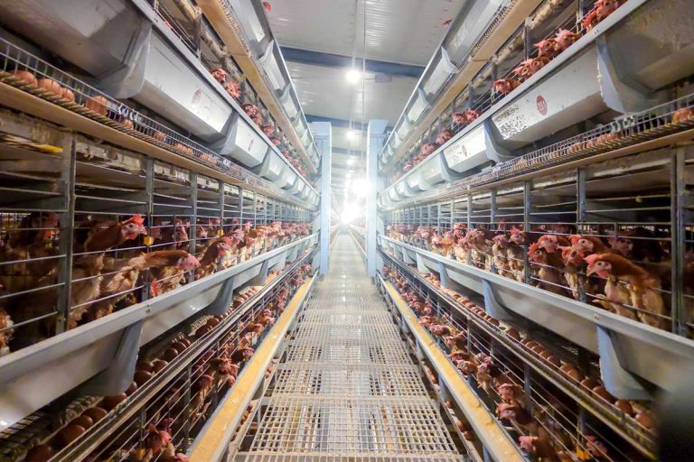 A Complete Analysis of Standard Procedures for Transitioning Feed to ...